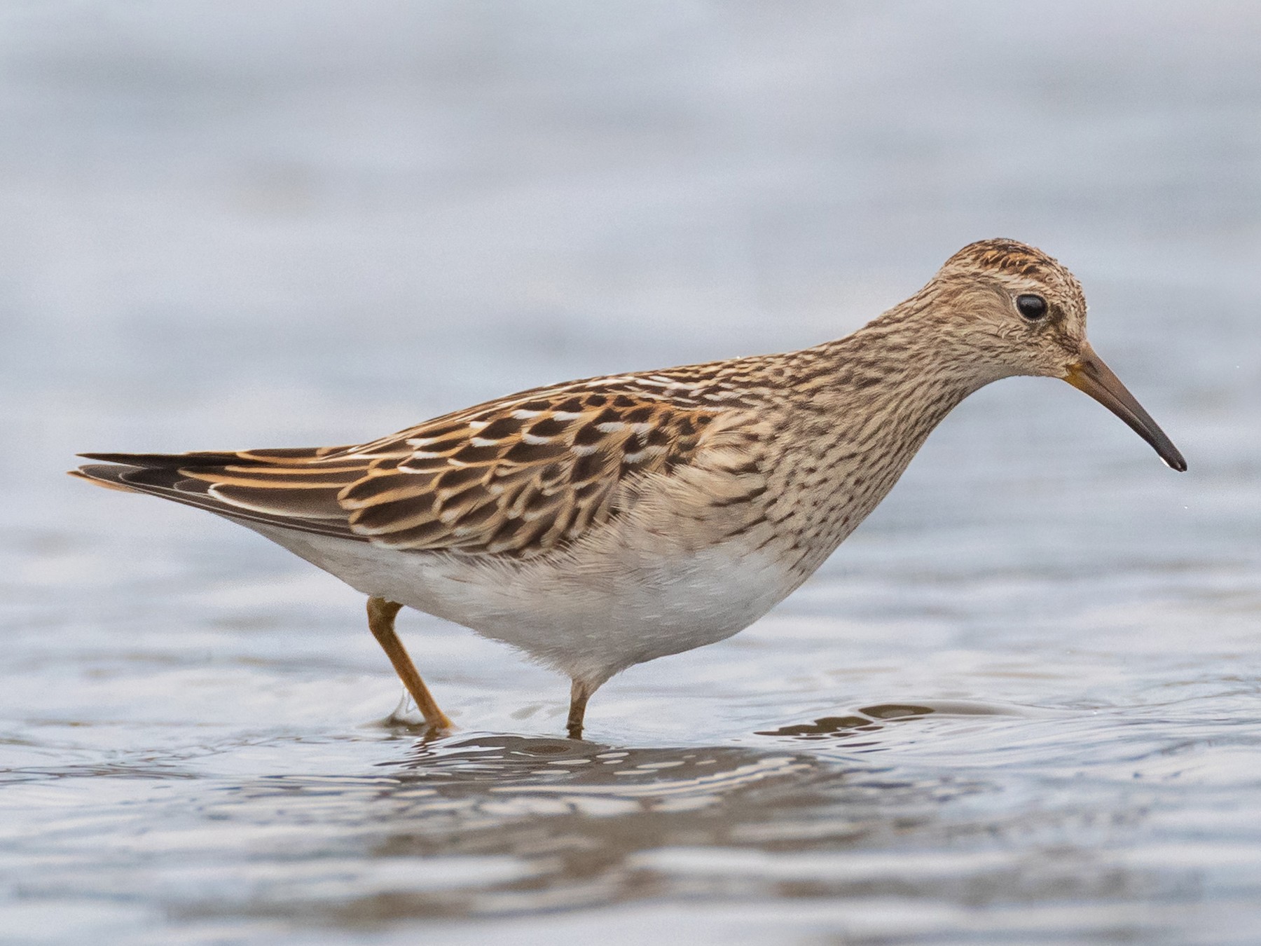 Pectoral Sandpiper - eBird