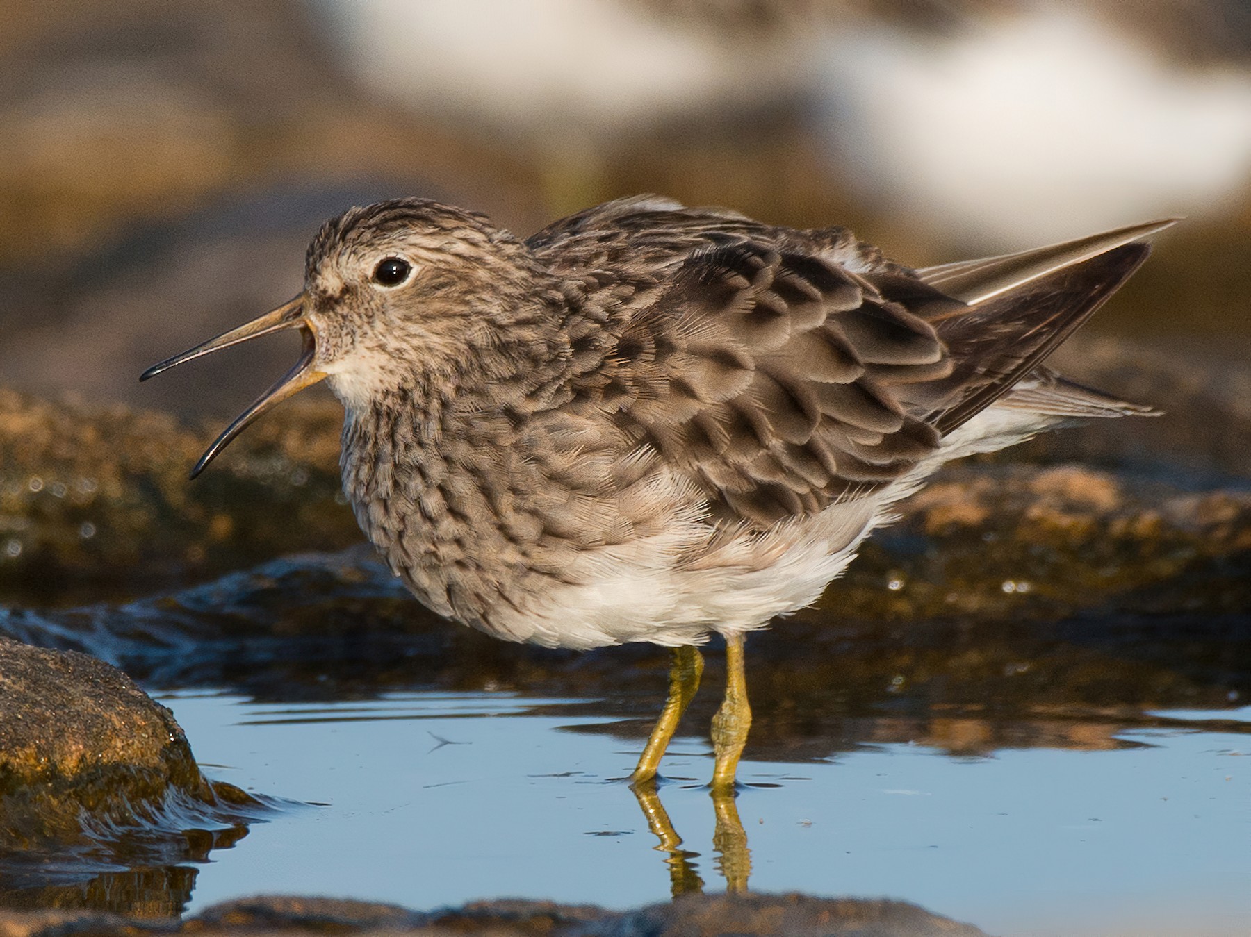 Pectoral Sandpiper - eBird