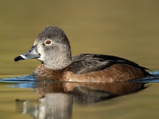 Ring-necked Duck - eBird