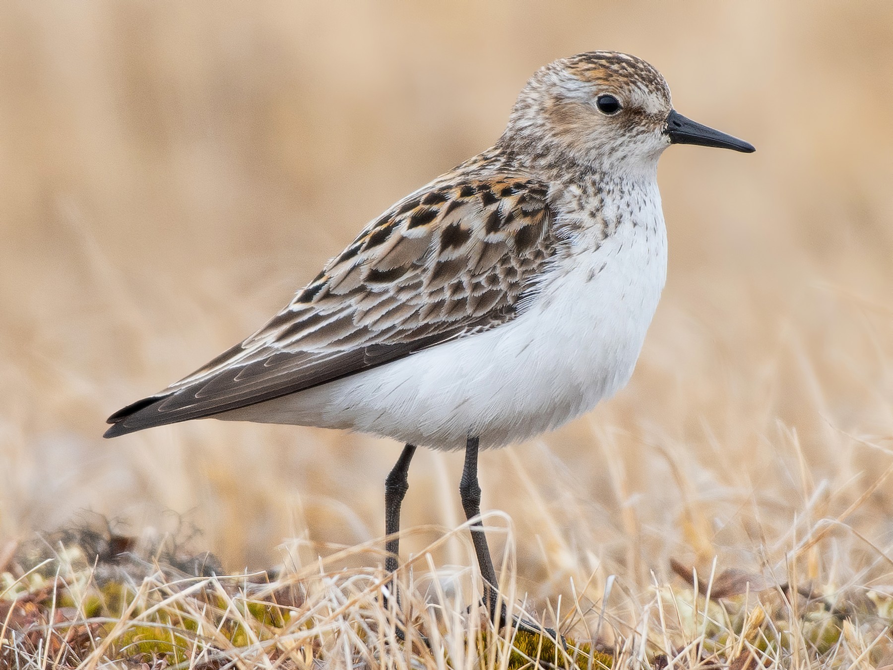 Semipalmated Sandpiper - eBird