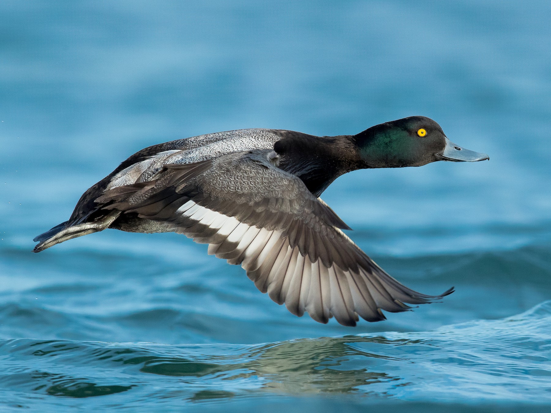 Lesser Scaup - eBird
