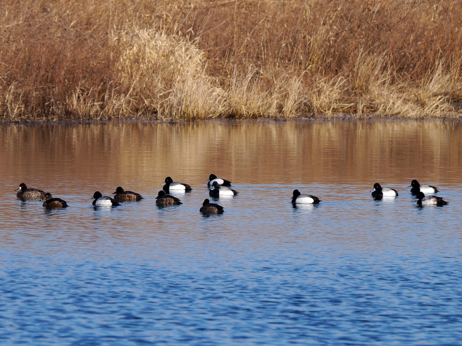 Lesser Scaup - eBird