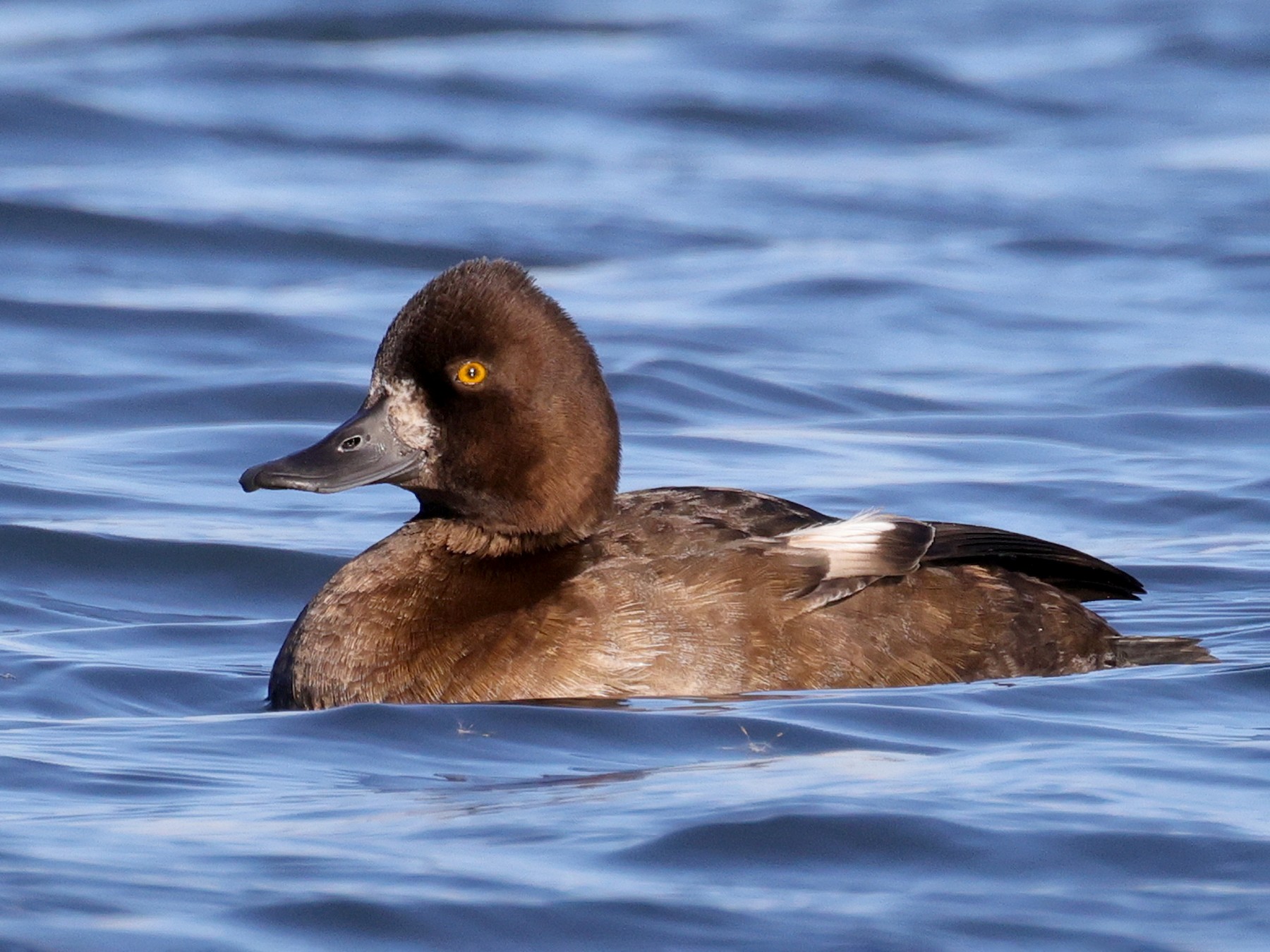 Lesser Scaup - eBird