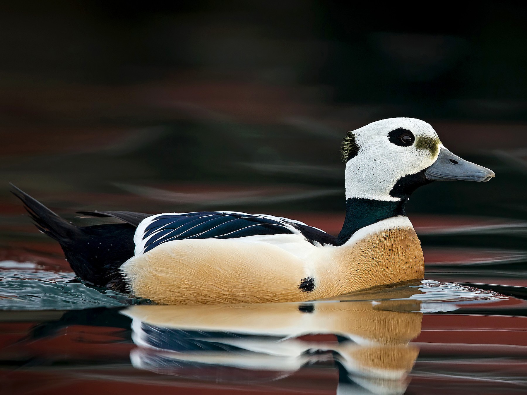 Steller's Eider - eBird
