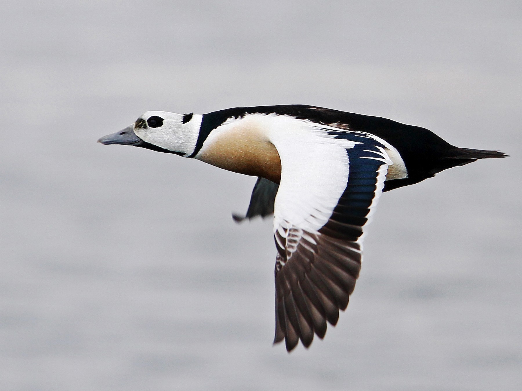 Steller's Eider - eBird