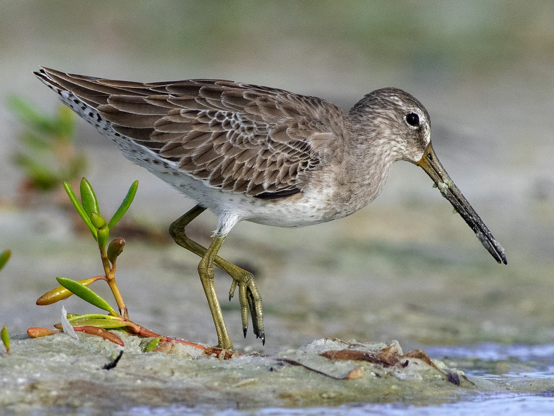 Long Billed Dowitcher Juvenile