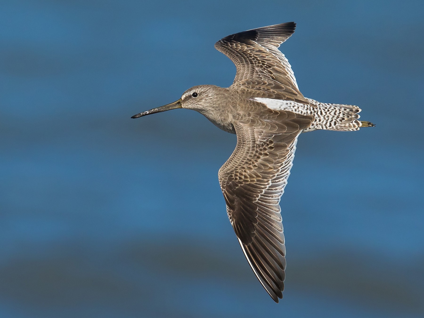 Short-billed Dowitcher - eBird