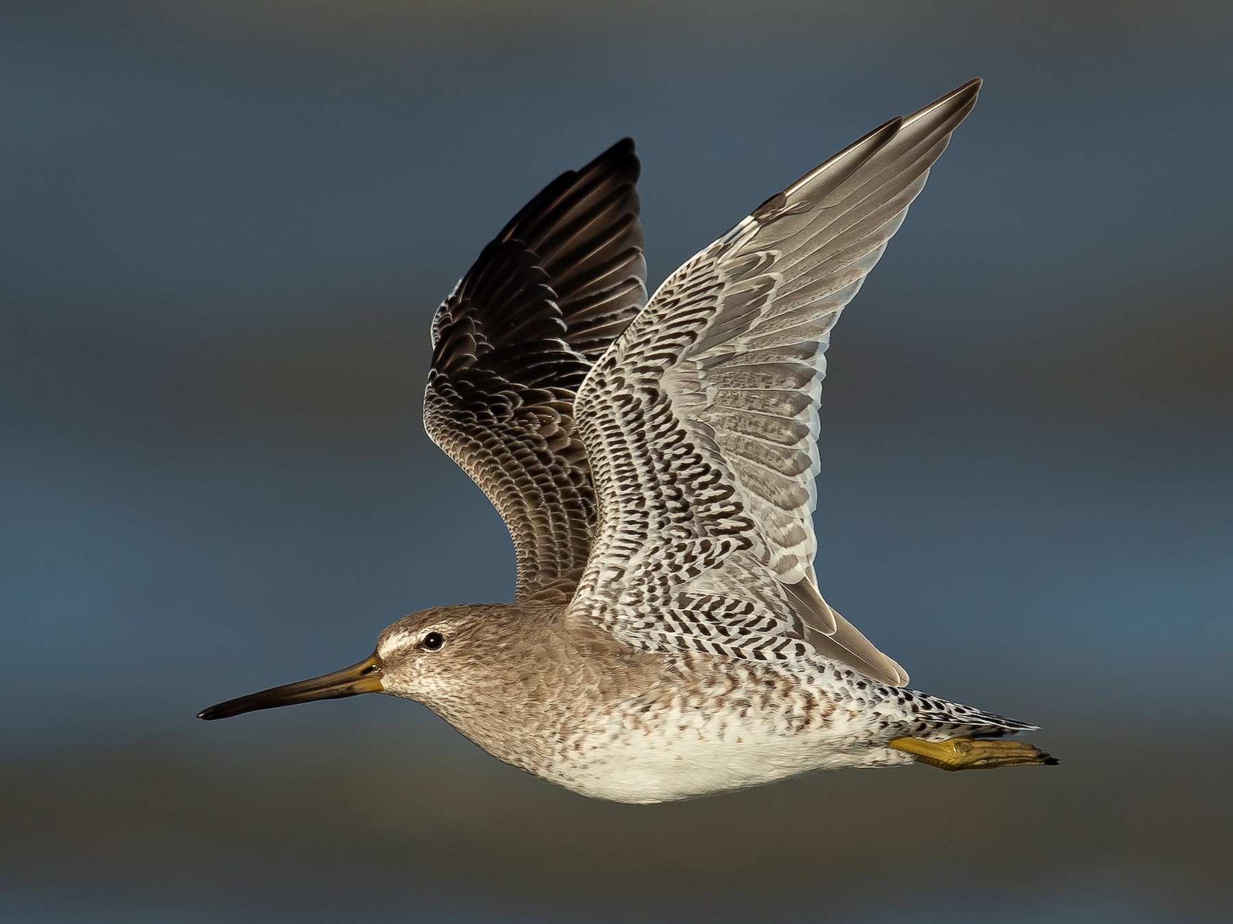 Short-billed Dowitcher - eBird