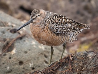 Long-billed Dowitcher - eBird