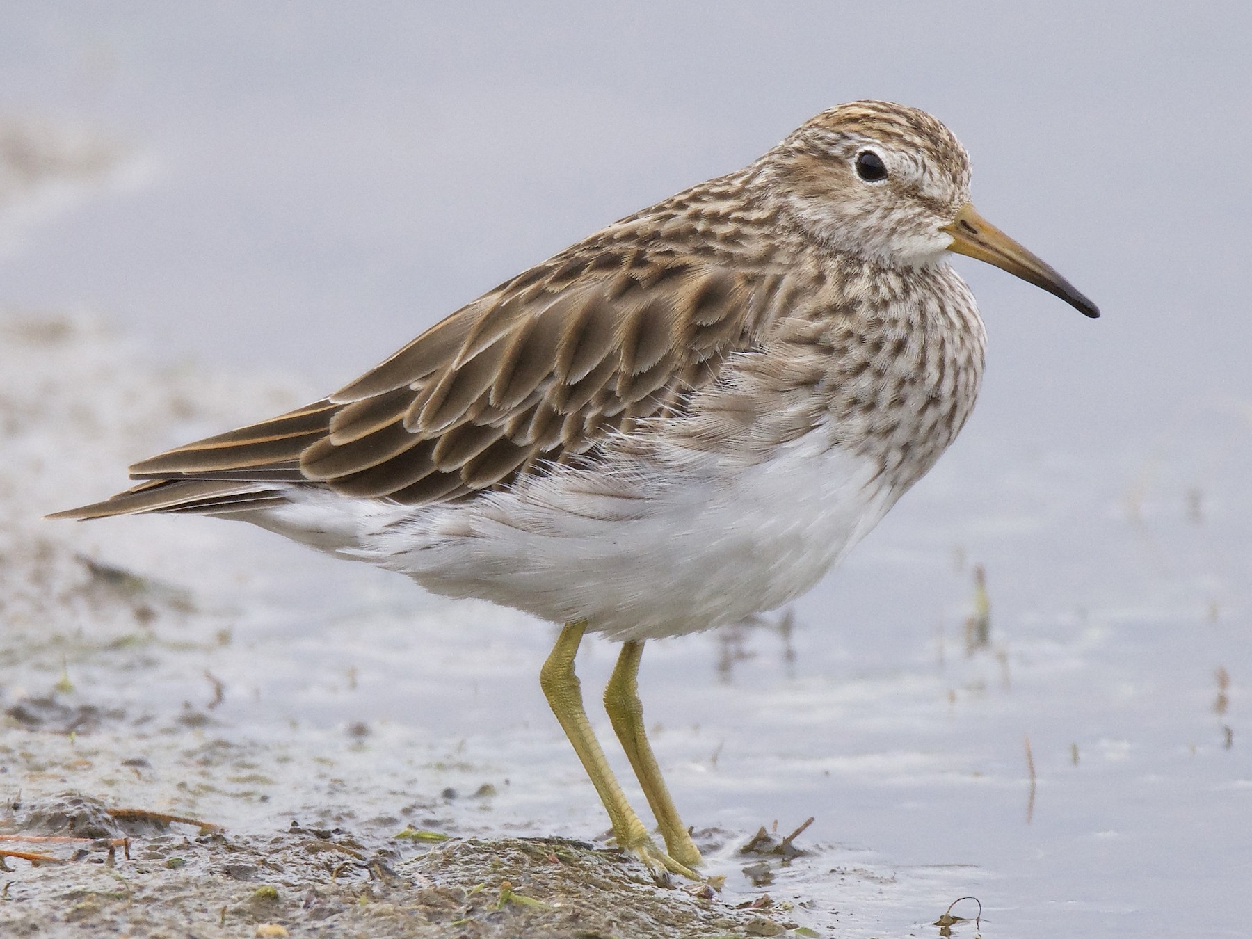 Pectoral Sandpiper - eBird