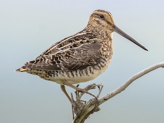 Wilson's Snipe - eBird