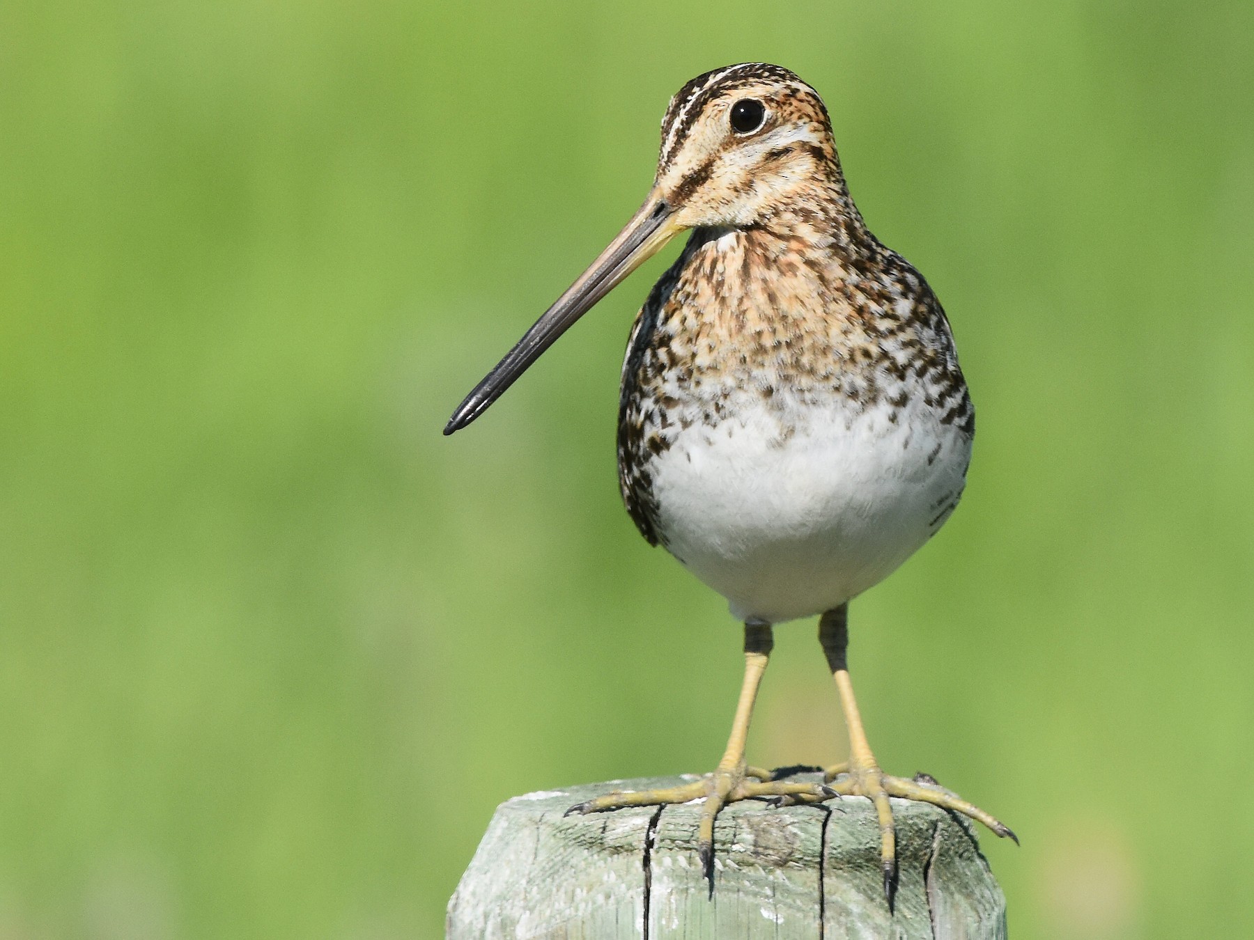 Wilson's Snipe - eBird