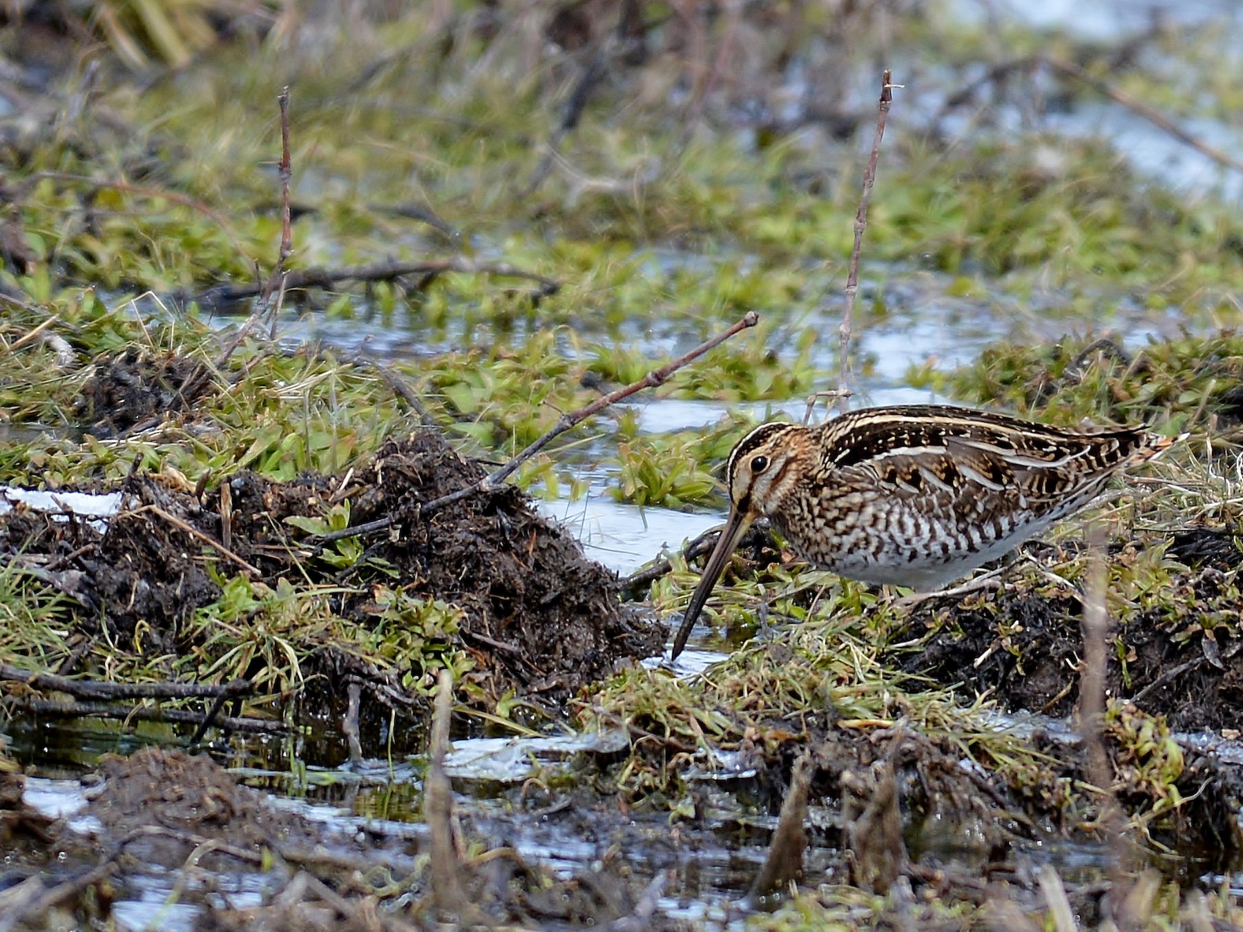 Wilson's Snipe - eBird