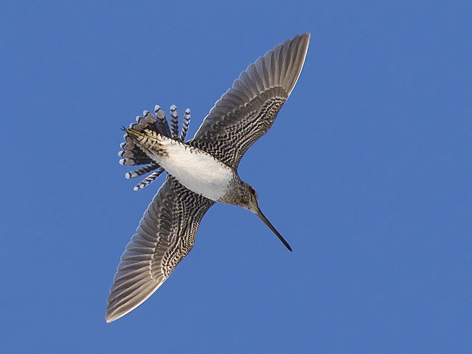 Wilson's Snipe - eBird