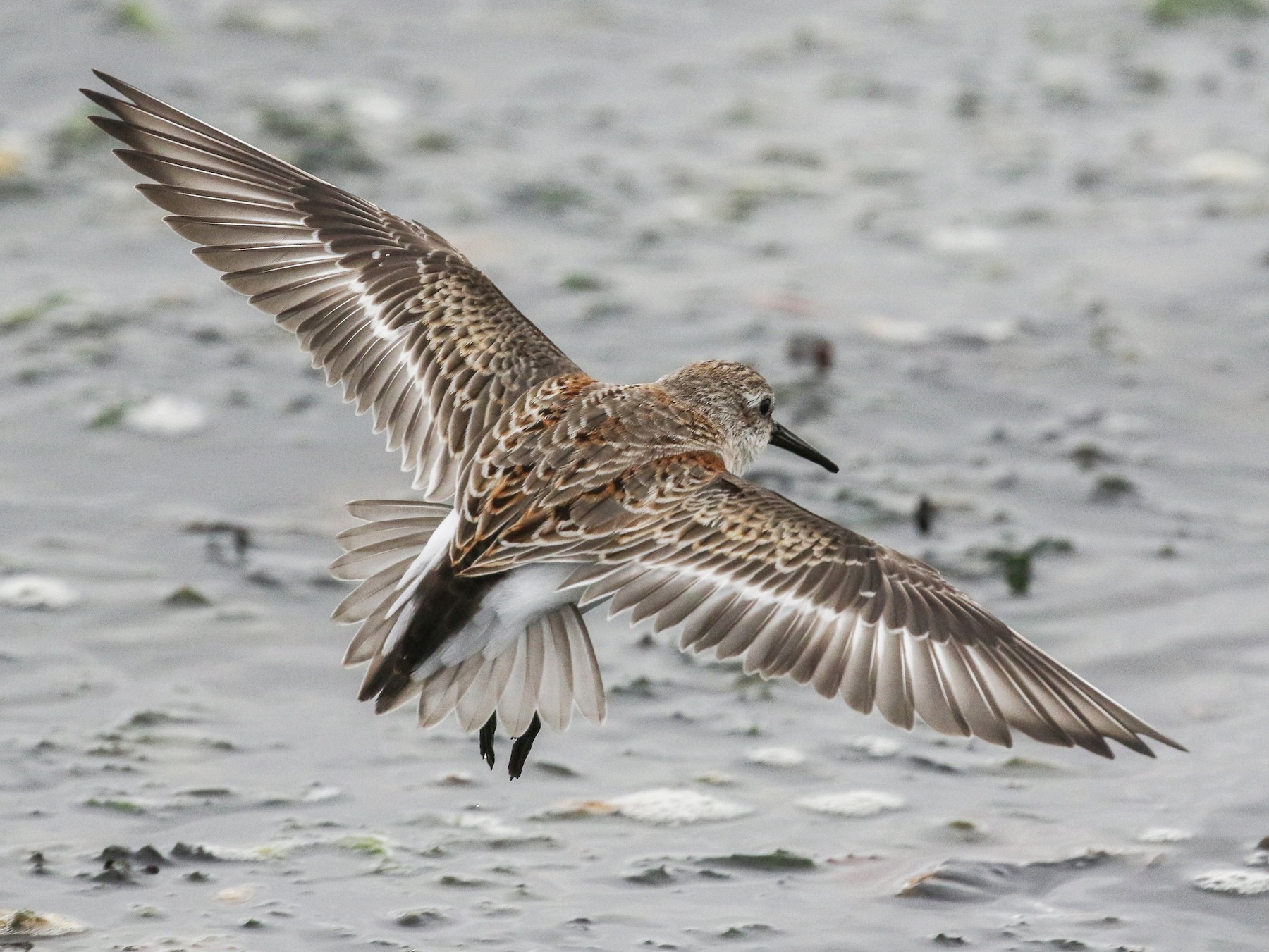 Western Sandpiper Vs. Semipalmated Sandpiper