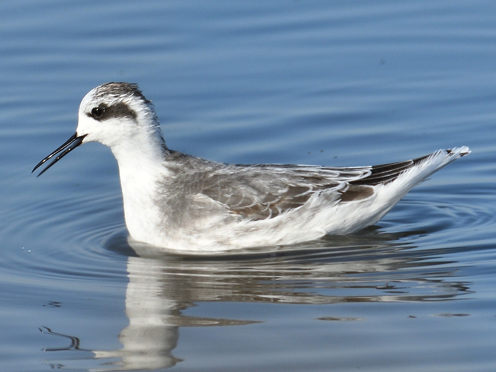 Red-necked Phalarope - eBird