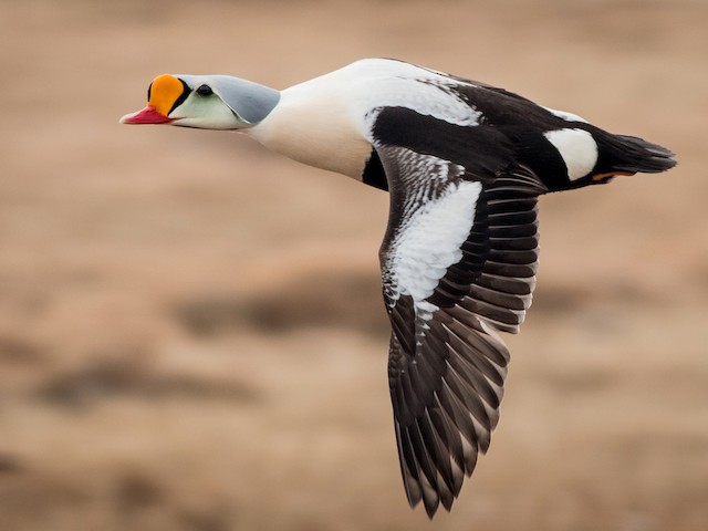 King Eider Flying
