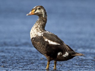 King Eider - eBird