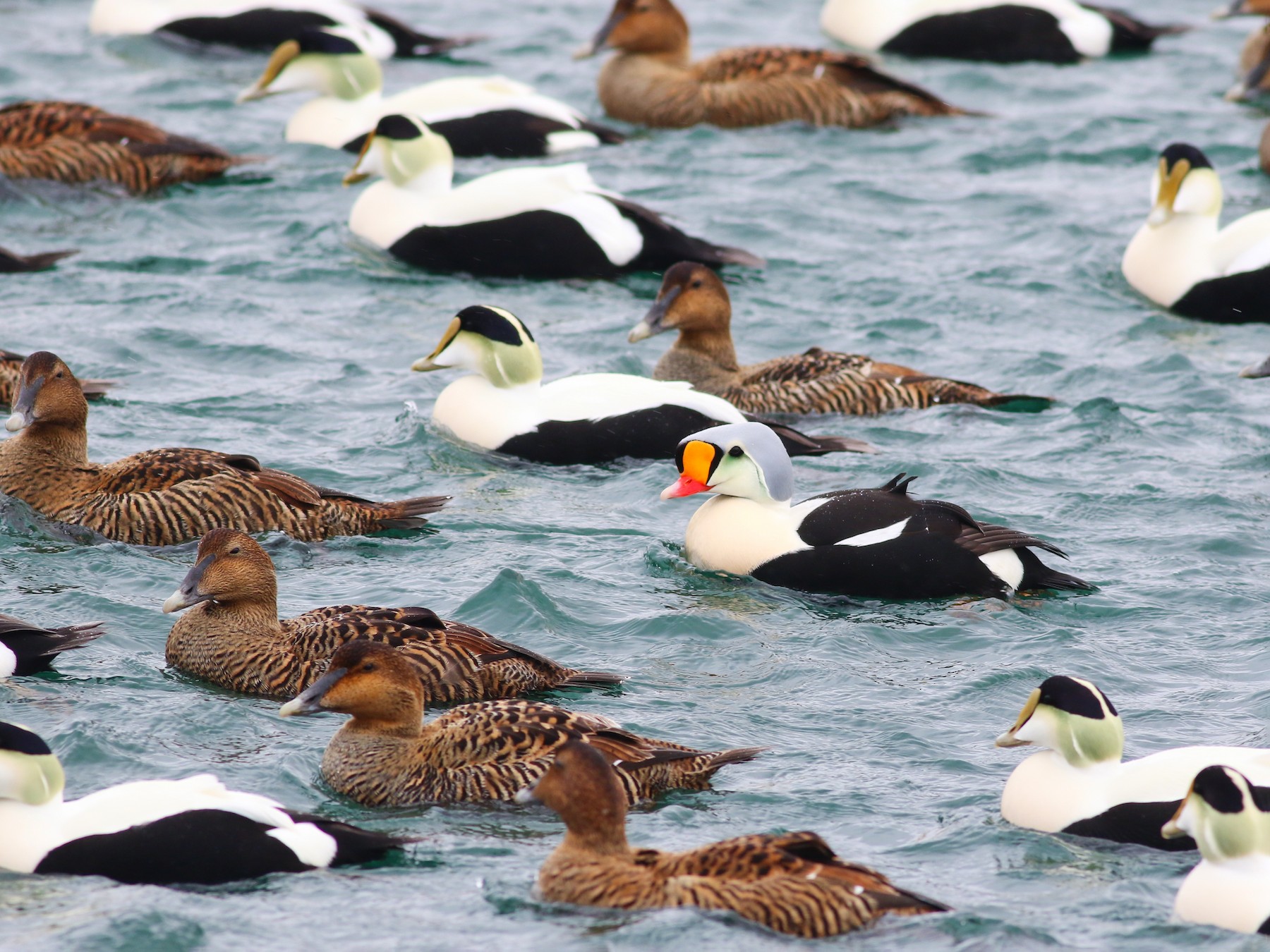 King Eider