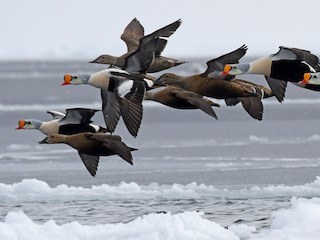 King Eider - eBird