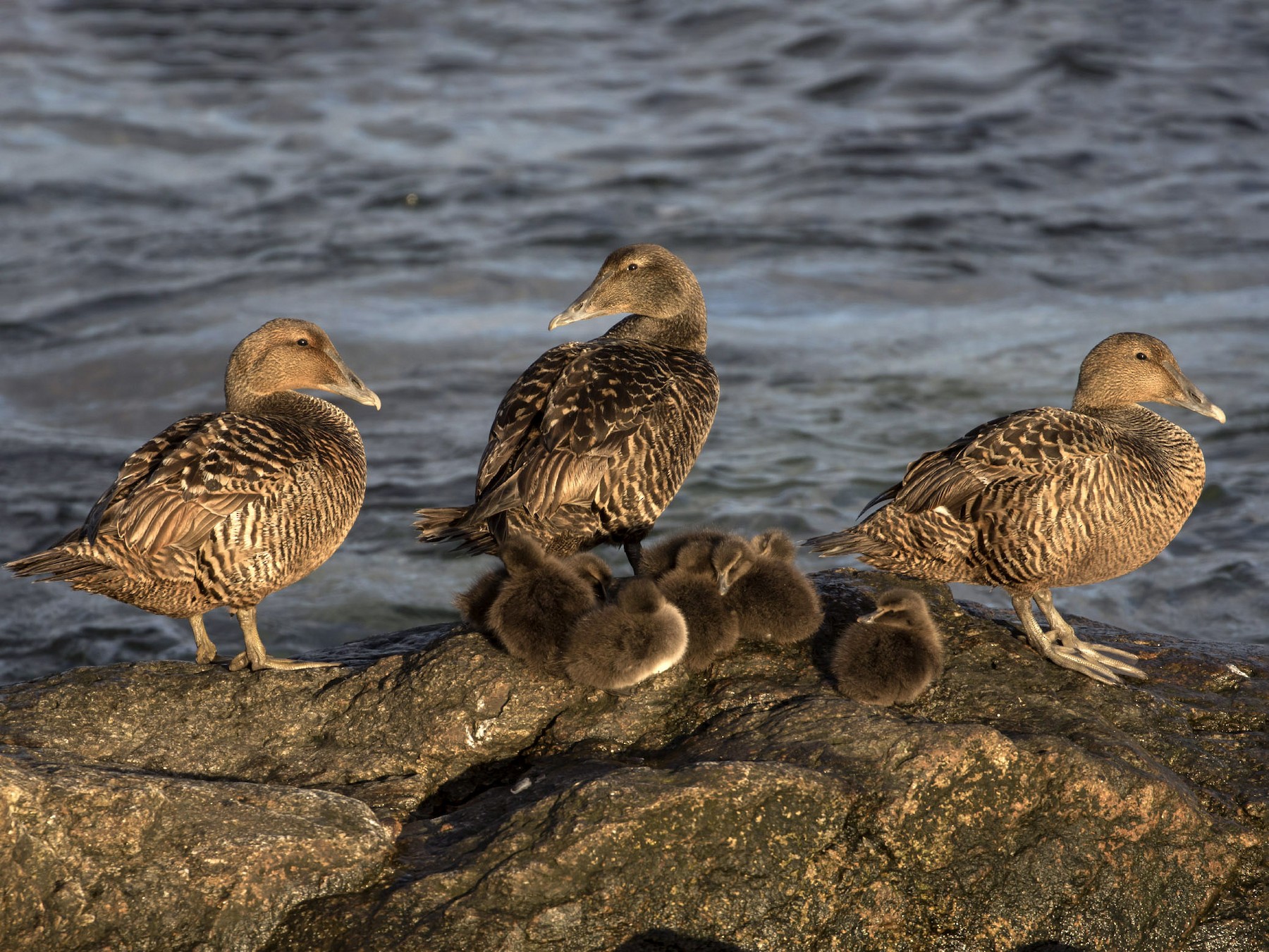 Common Eider - eBird