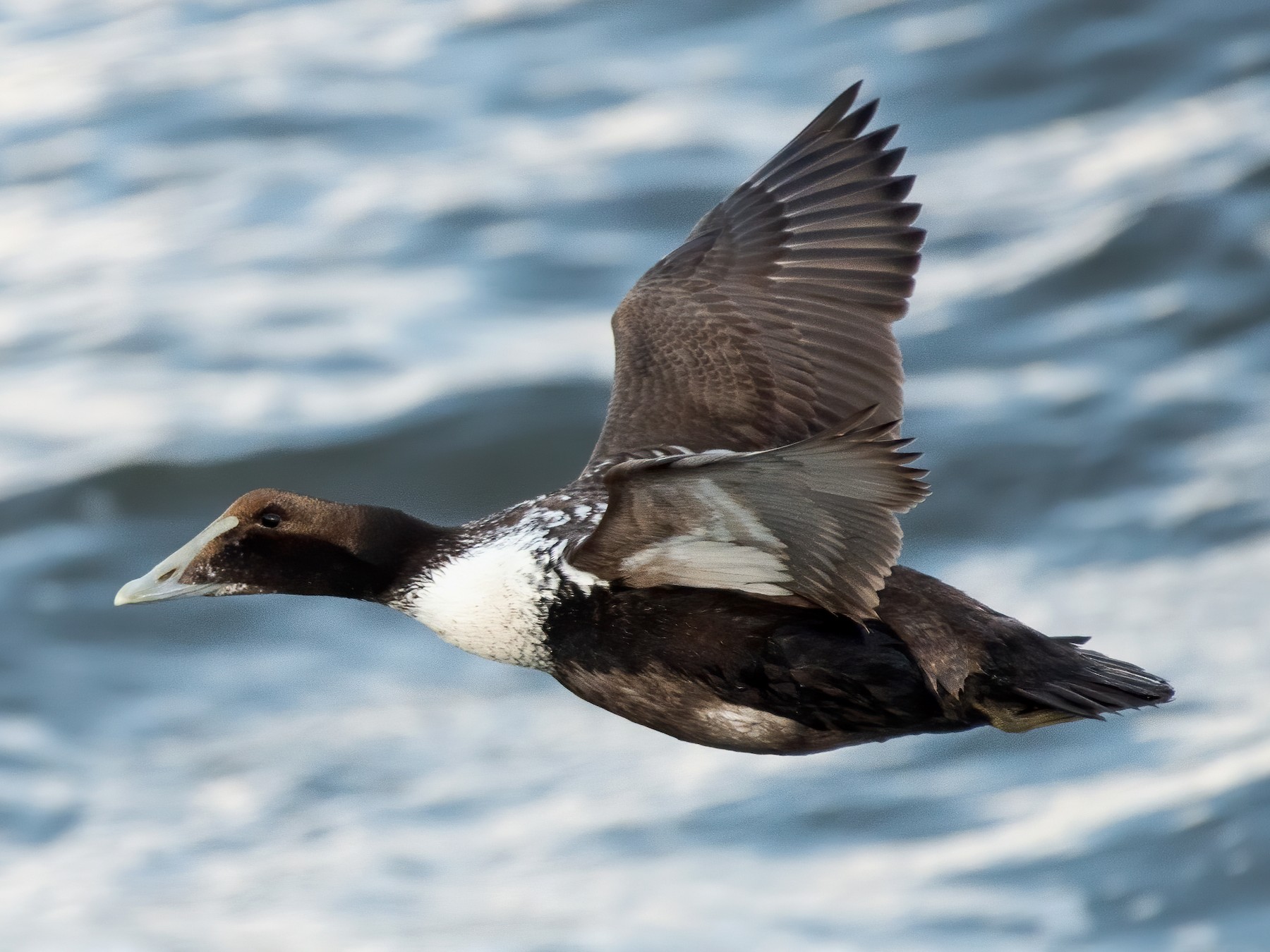 Common Eider