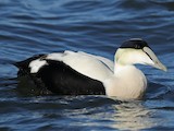 Common Eider - Abundance animation - eBird Status and Trends