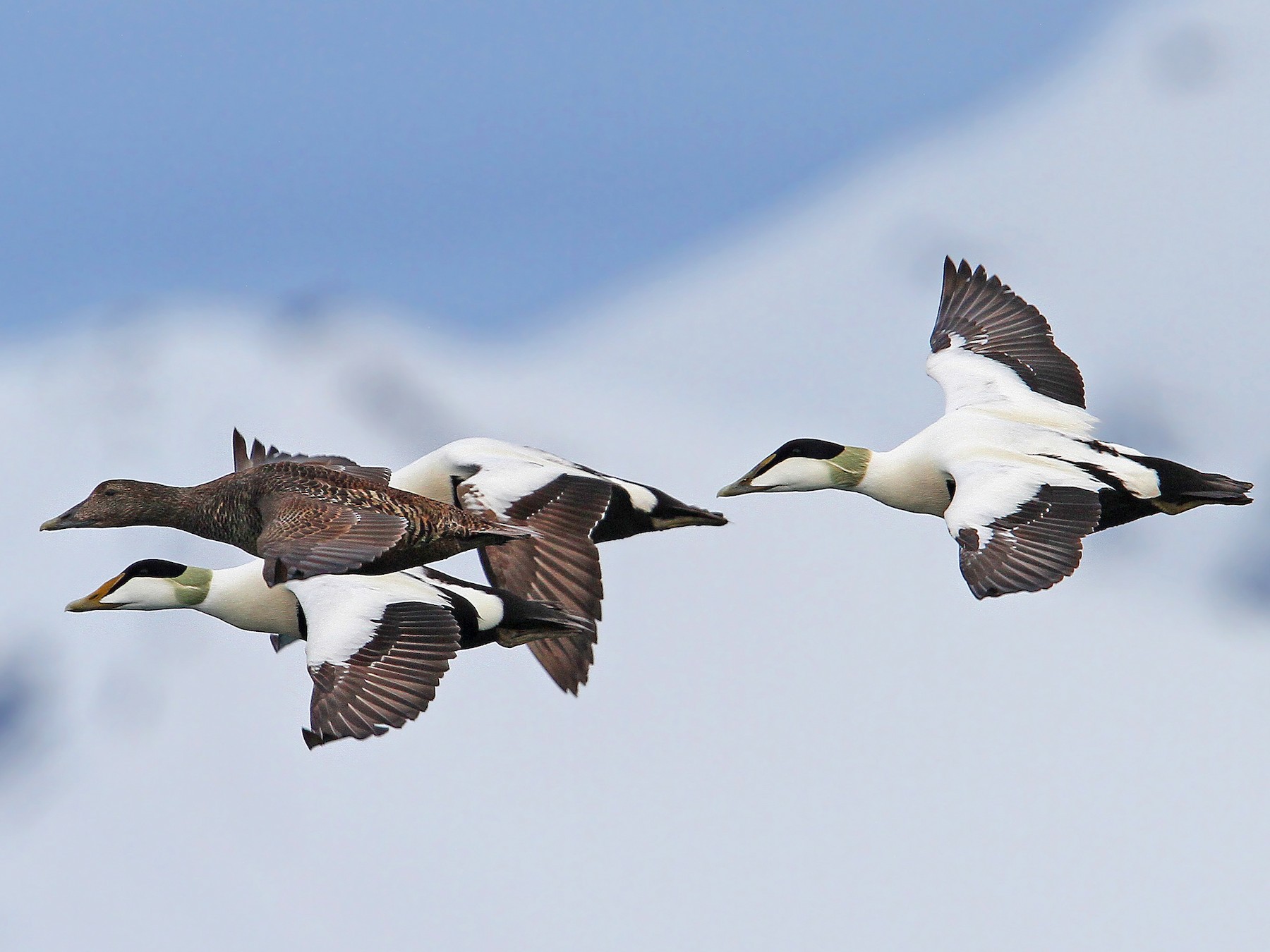 Common Eider - eBird