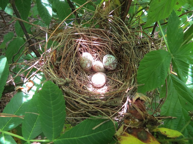 Northern Cardinal Eggs Northern Cardinal Wikipedia