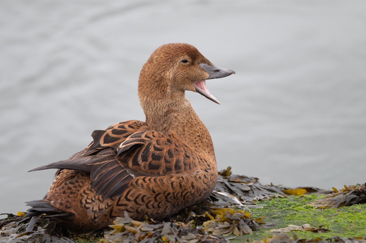 King Eider - Somateria spectabilis - Media Search - Macaulay Library and eBird