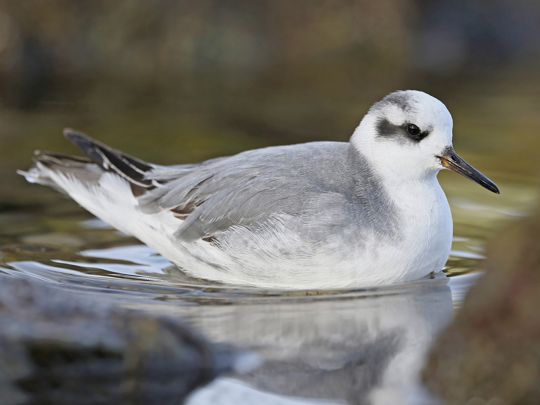 Red Phalarope - eBird