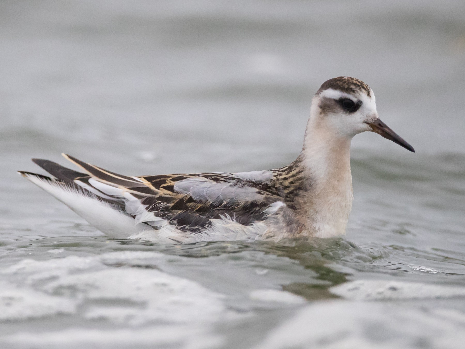 Red Phalarope - eBird