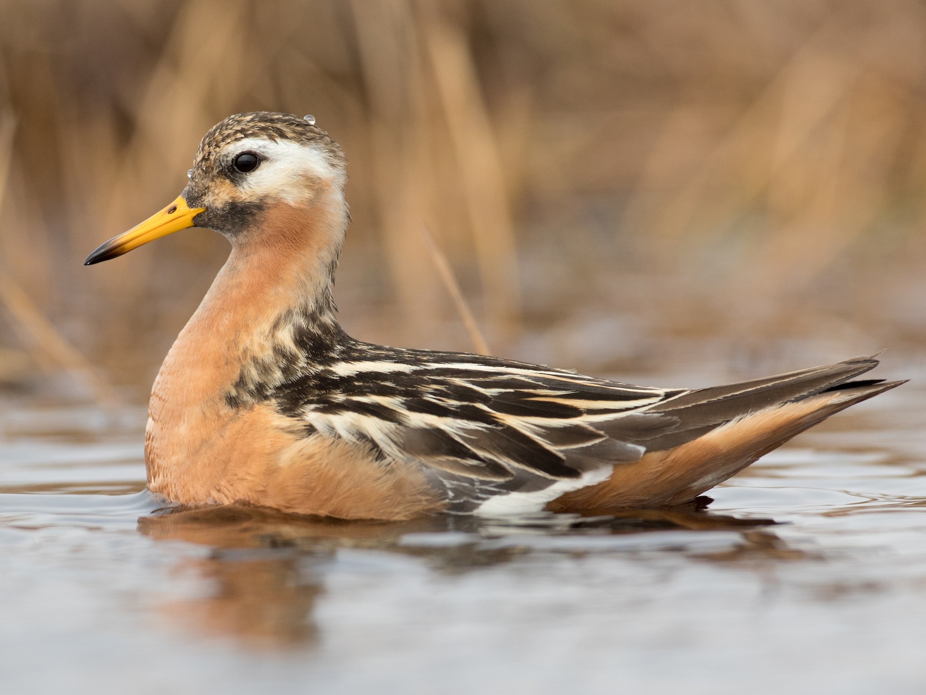 Red Phalarope - eBird