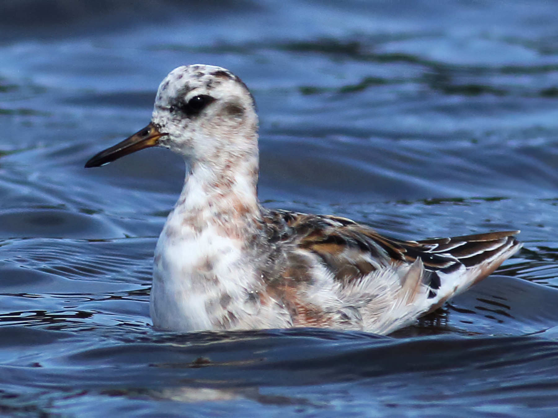 Red Phalarope - eBird