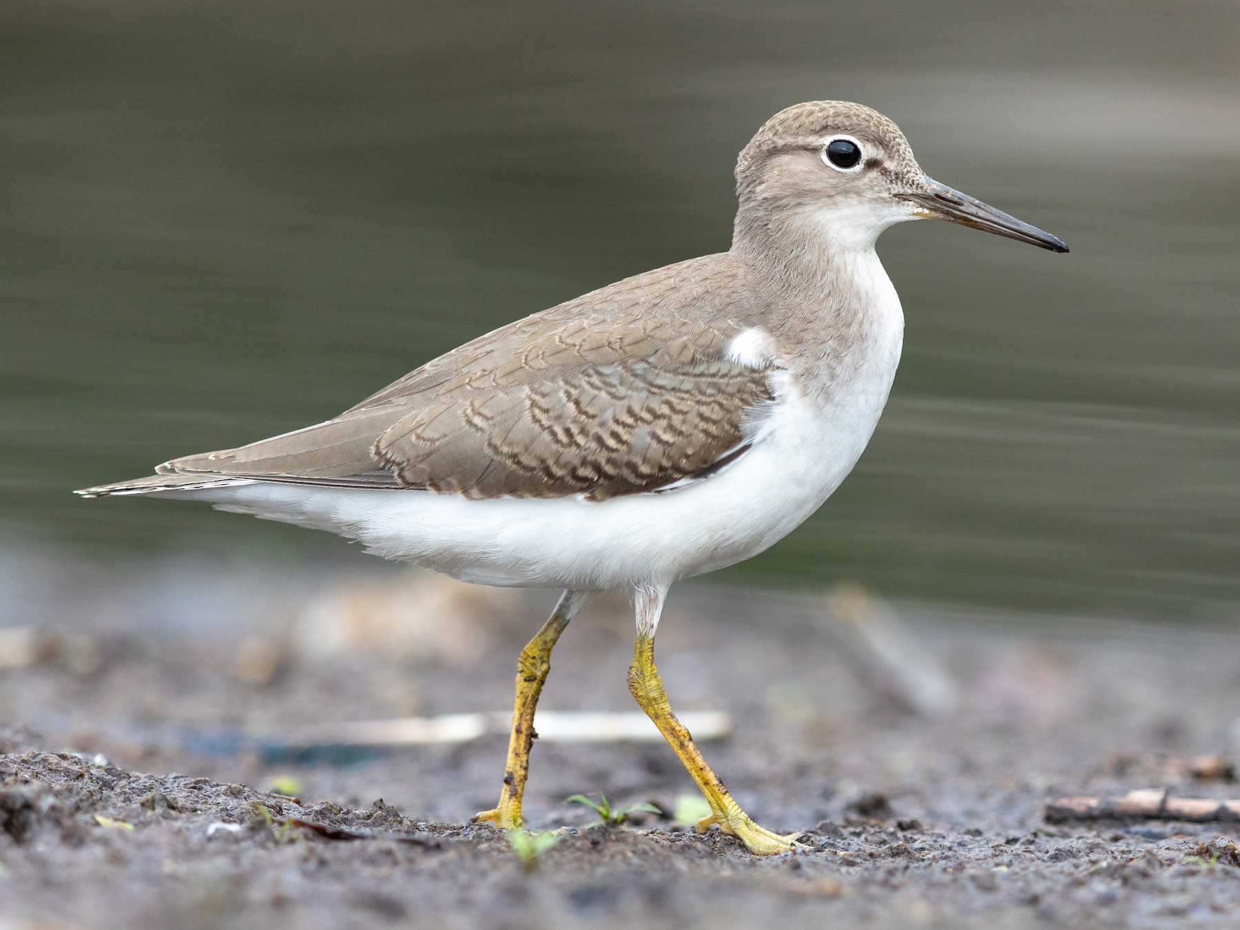Spotted Sandpiper - eBird