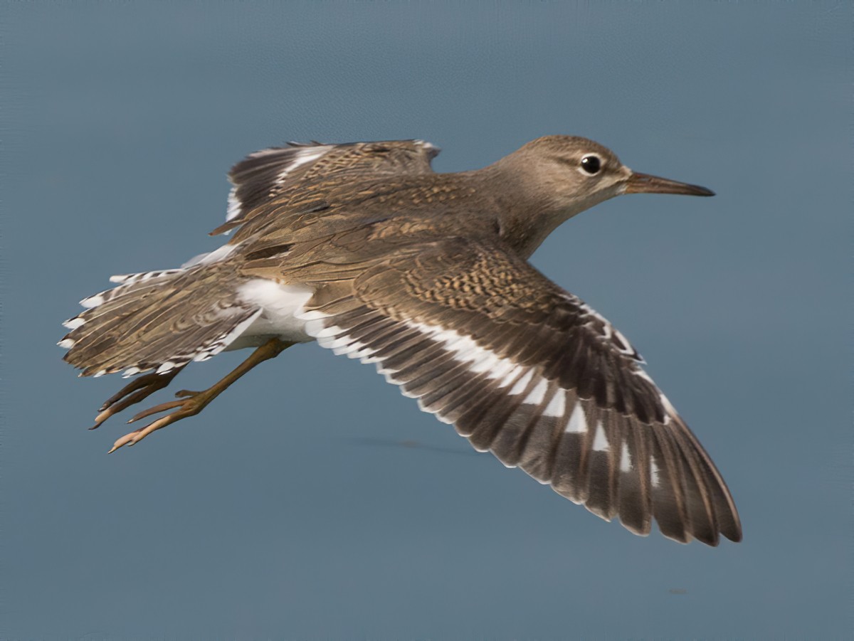 Spotted Sandpiper - eBird