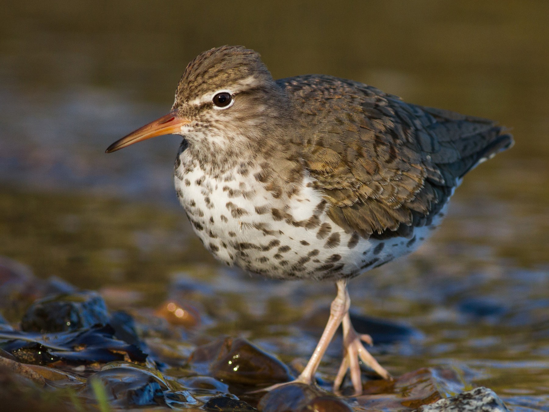 Spotted Sandpiper