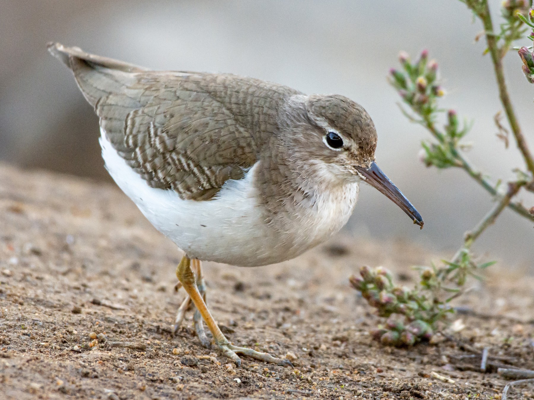 Spotted Sandpiper - eBird