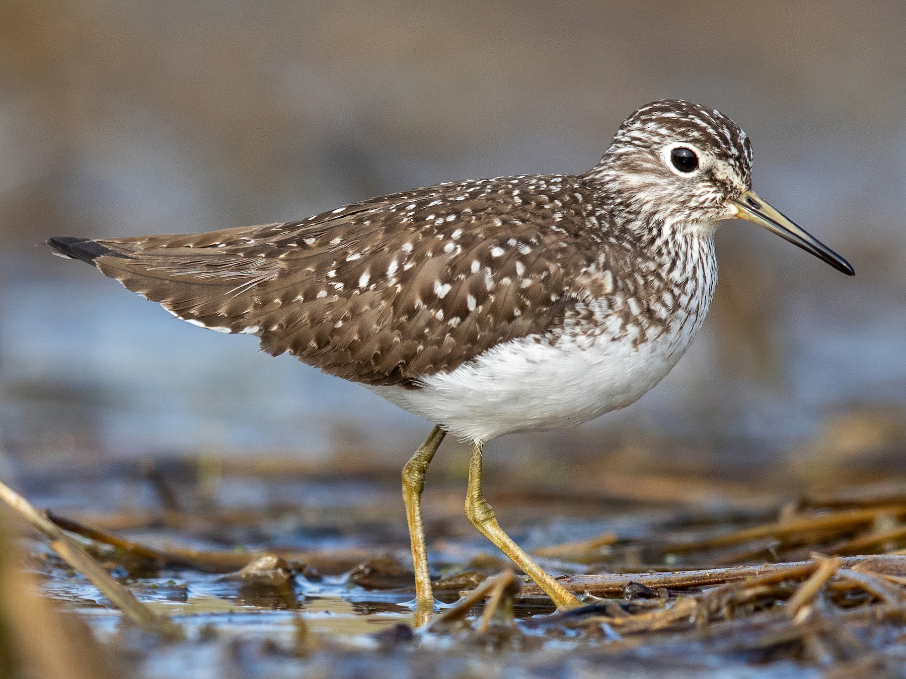 Solitary Sandpiper - eBird