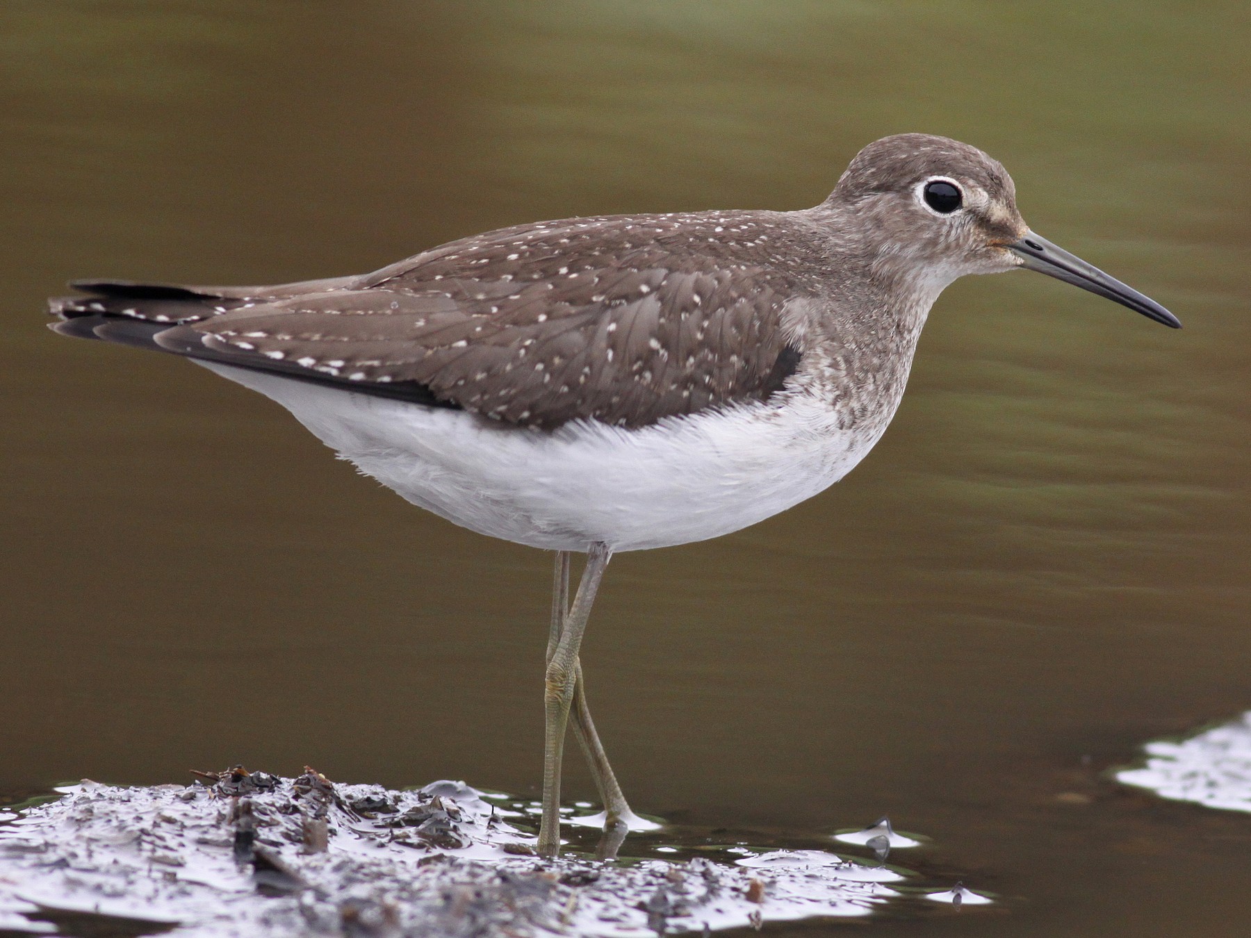 Solitary Sandpiper - eBird