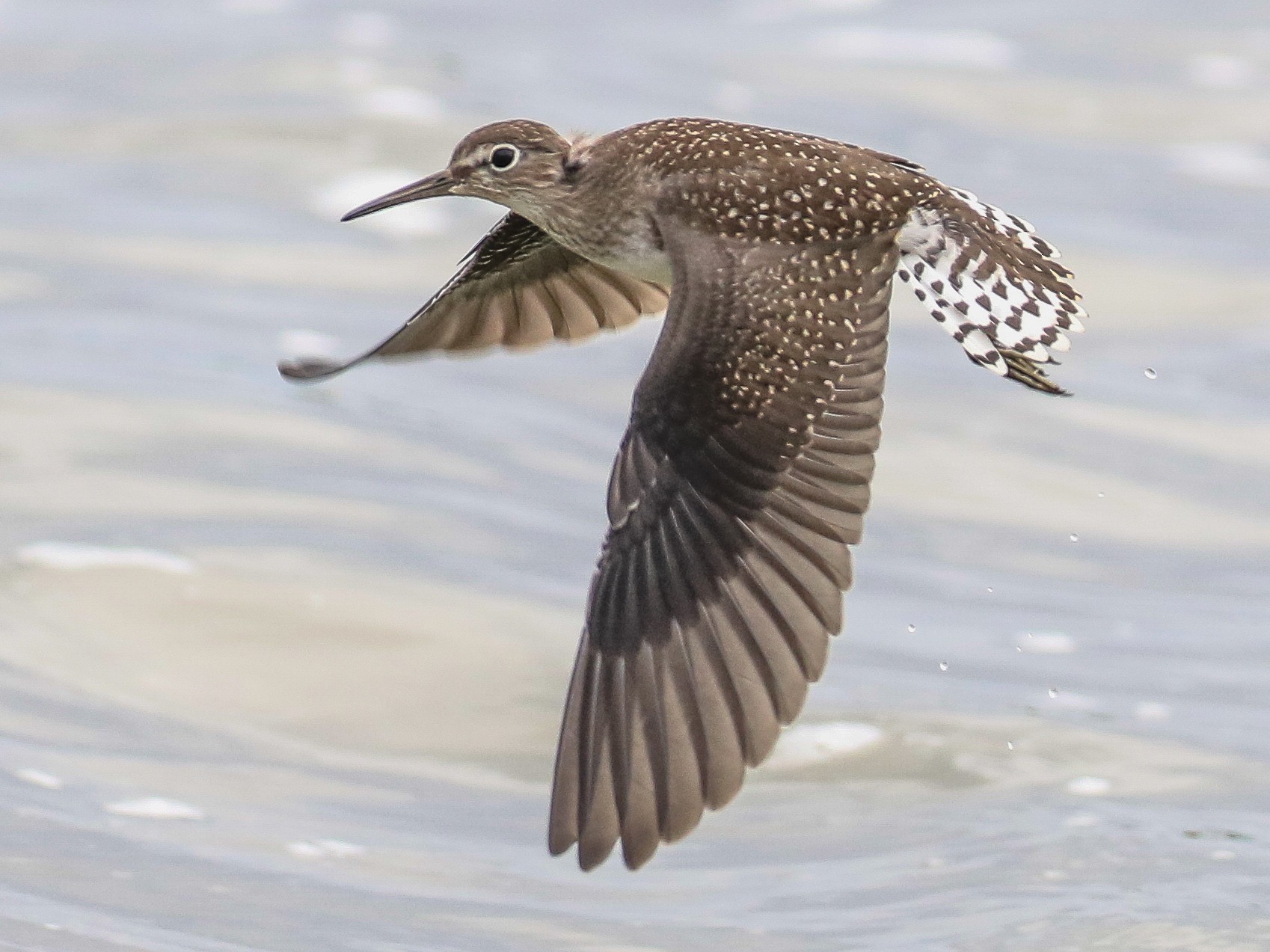Solitary Sandpiper - eBird
