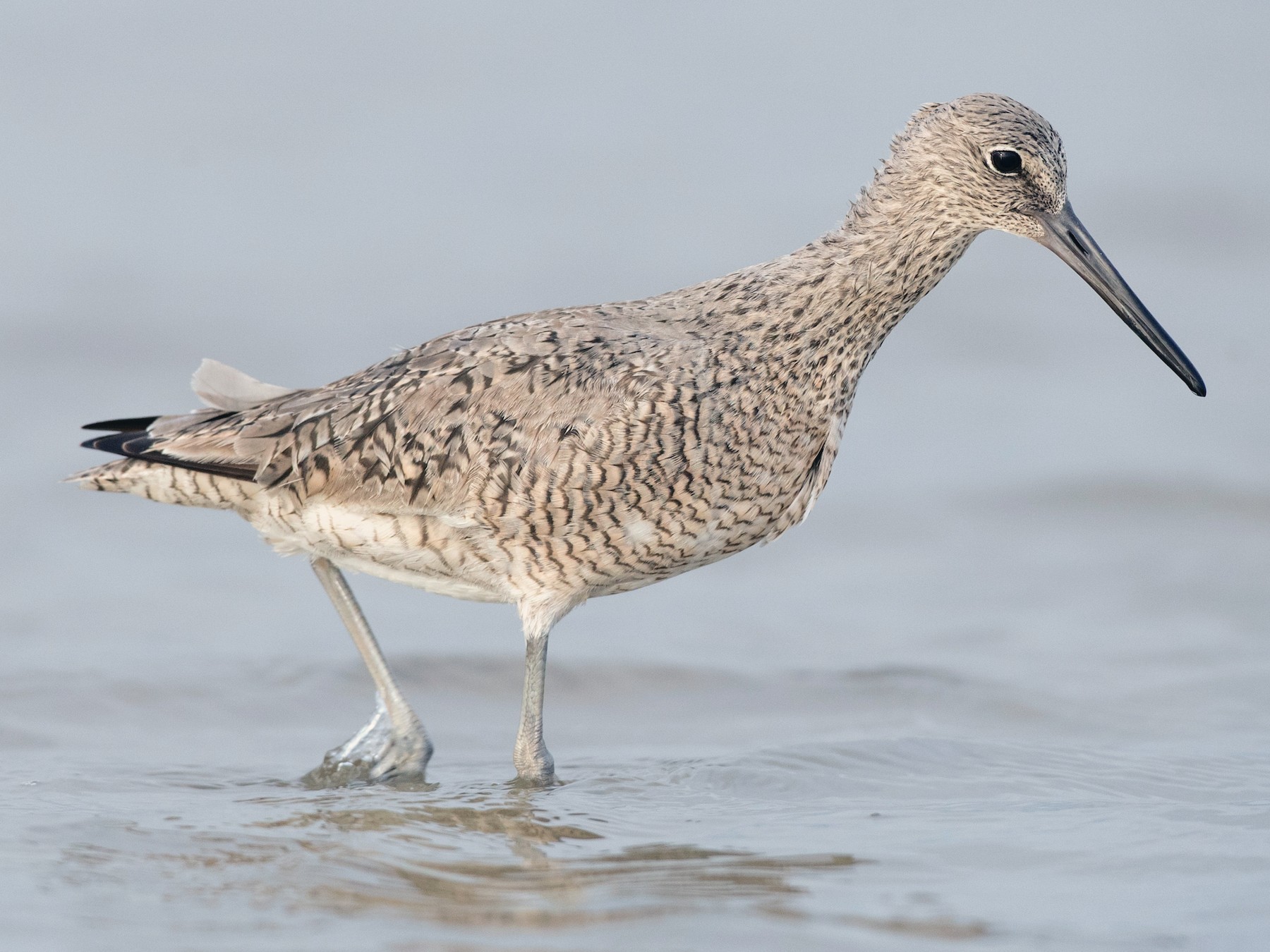 Willet - eBird