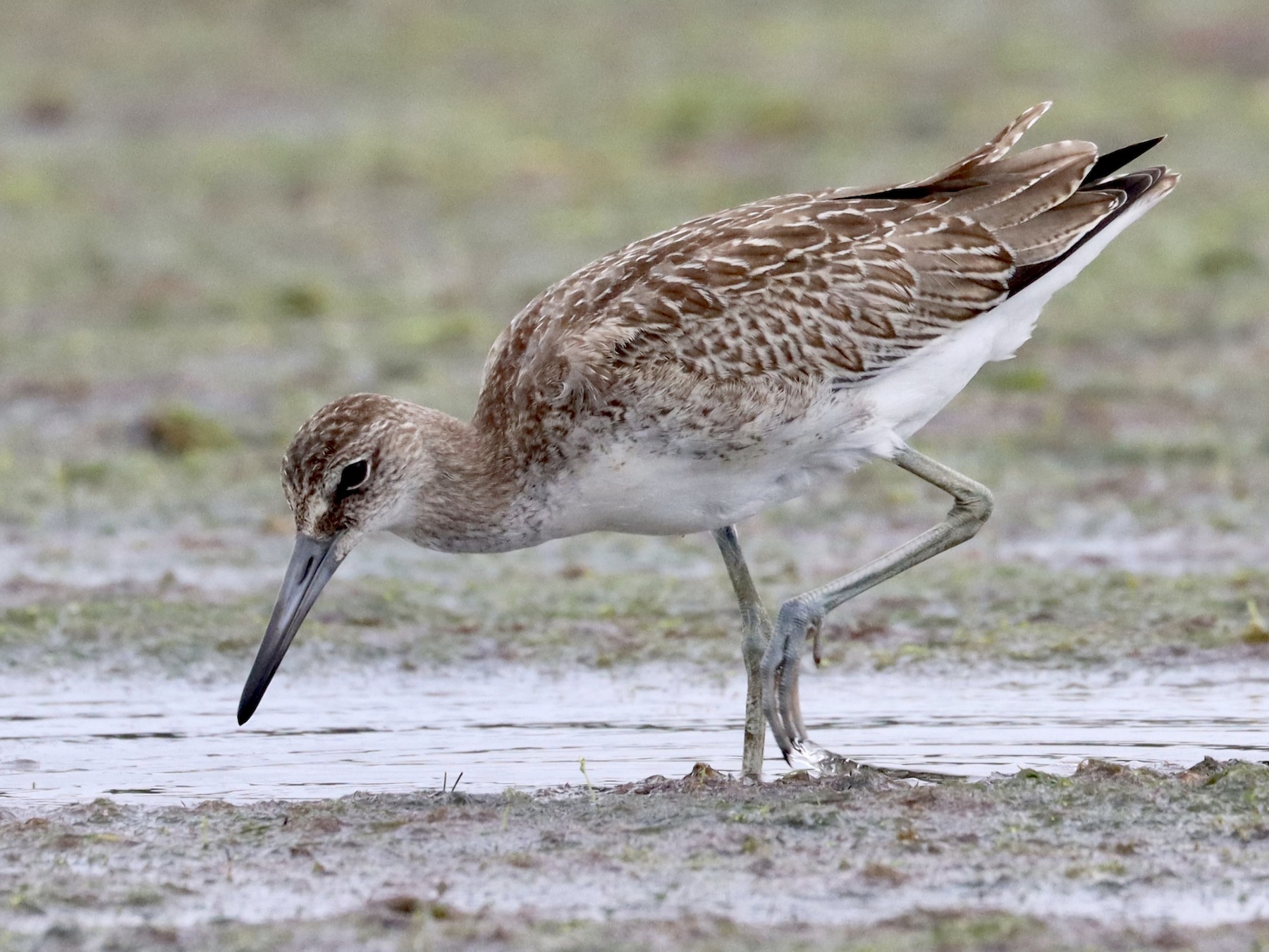 Willet - eBird