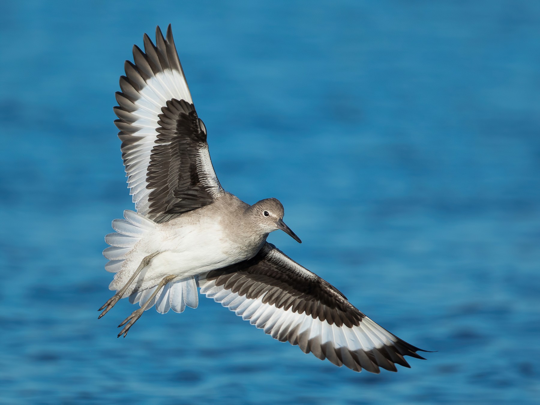 Willet - eBird