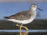 Lesser Yellowlegs - Range map: Breeding - eBird Status and Trends