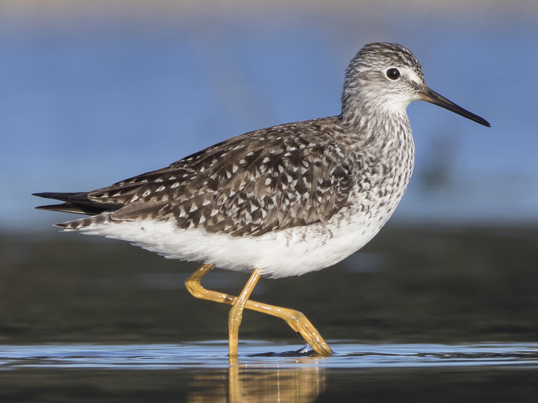 Lesser Yellowlegs - eBird