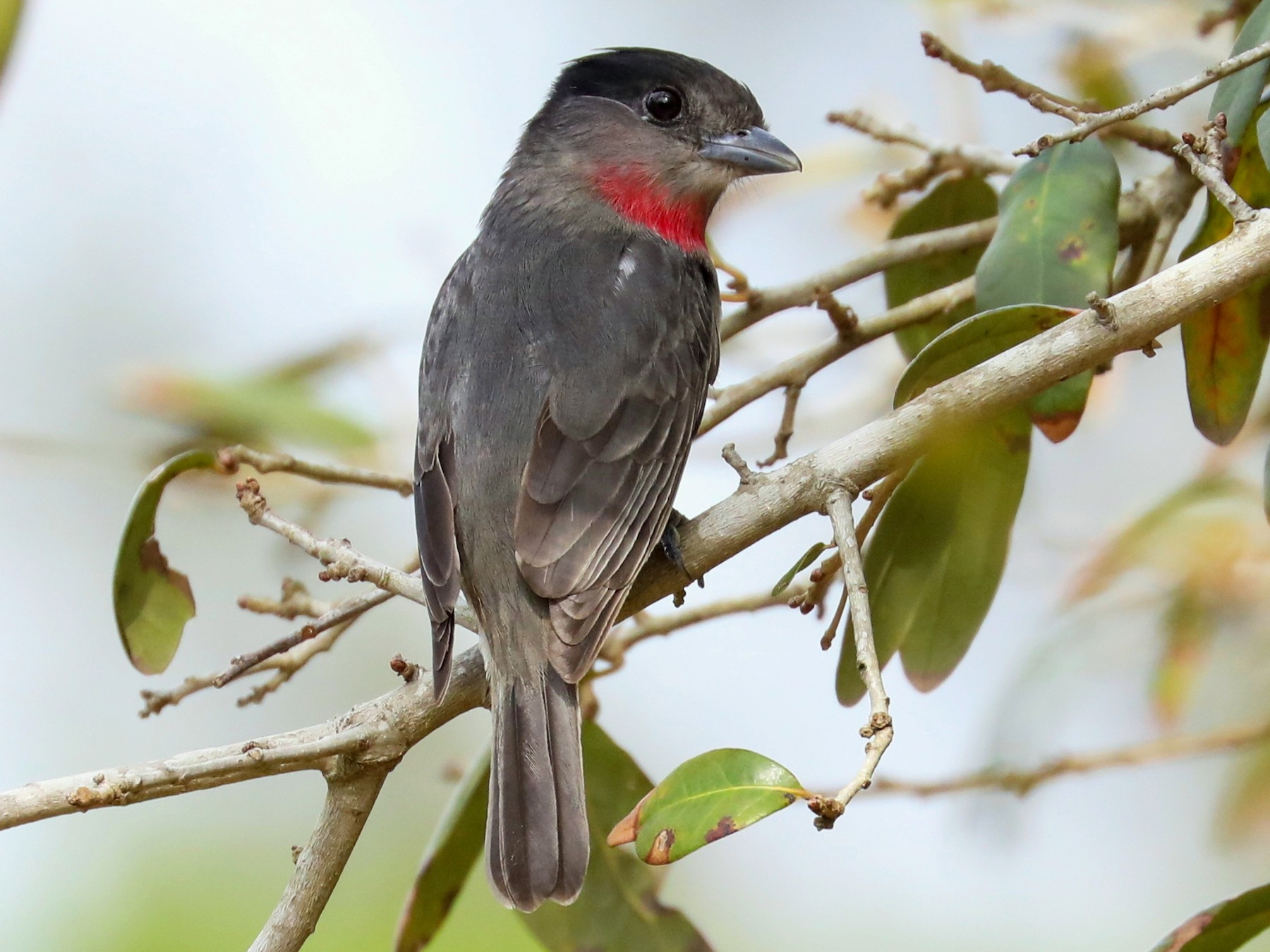 Rose-throated Becard - eBird