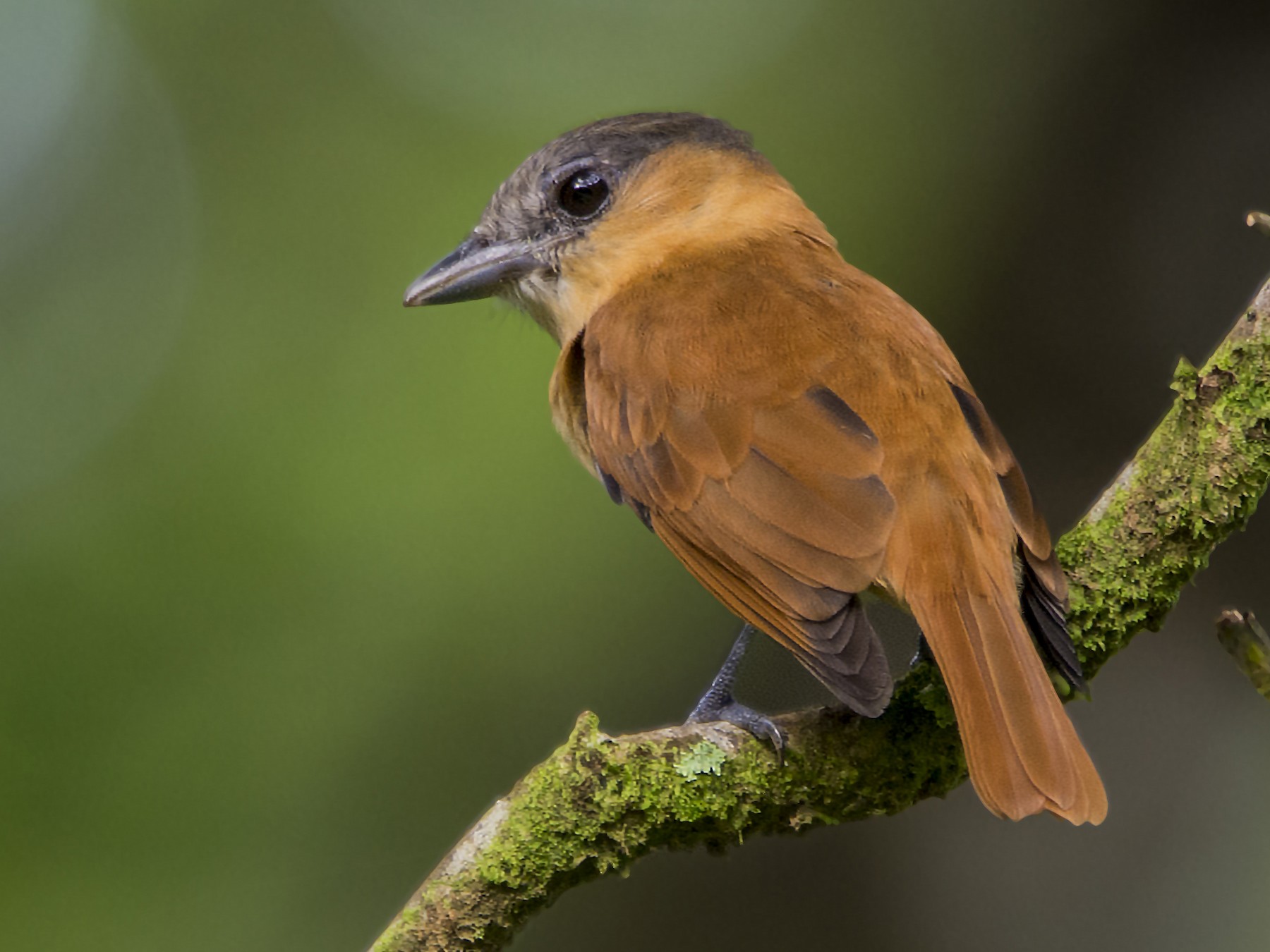 Rose-throated Becard - eBird