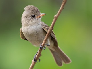 Northern Beardless-Tyrannulet - eBird