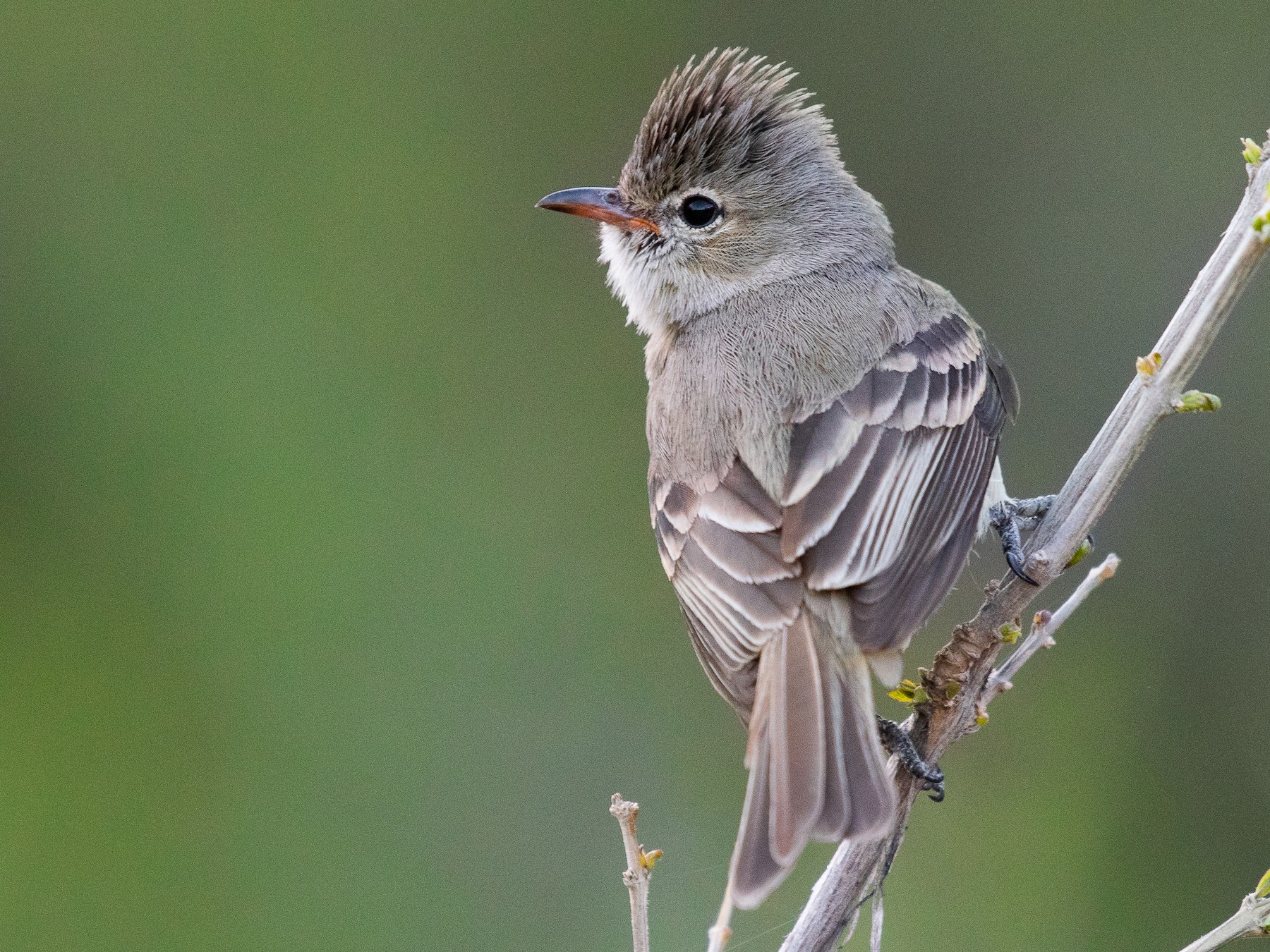 Northern Beardless-Tyrannulet - eBird